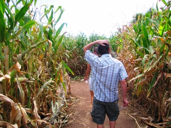 Get Lost in the North Georgia Corn Maze Through November 17, 2013.