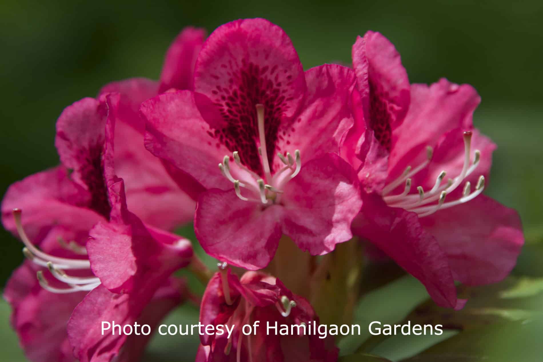 North Georgia Garden Trail An Ideal Spring OutingLucille’s Mountain Top ...