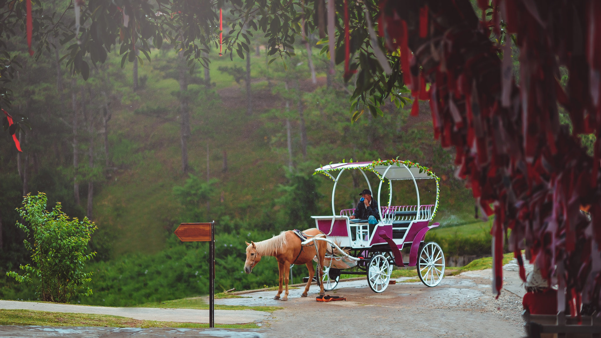 Romantic Horse-drawn Carriage Rides in the North Georgia Mountains