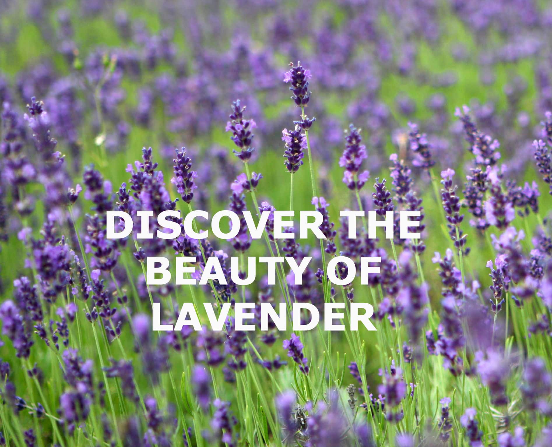 Lavender Stars In Georgia Mountain Boutique